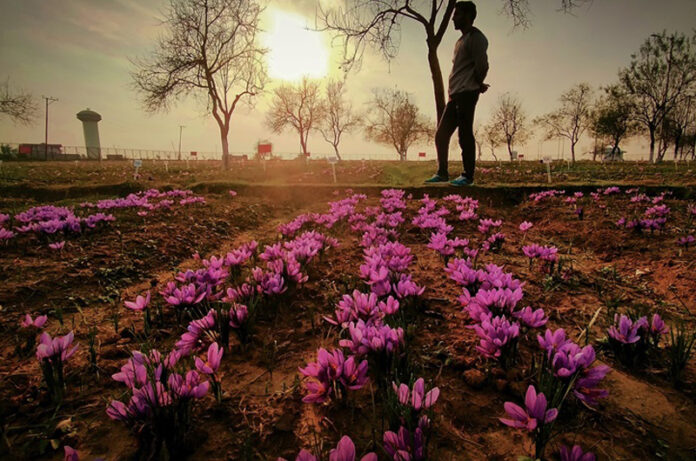 As traditional saffron cultivation in Kashmir dips and faces challenges ...